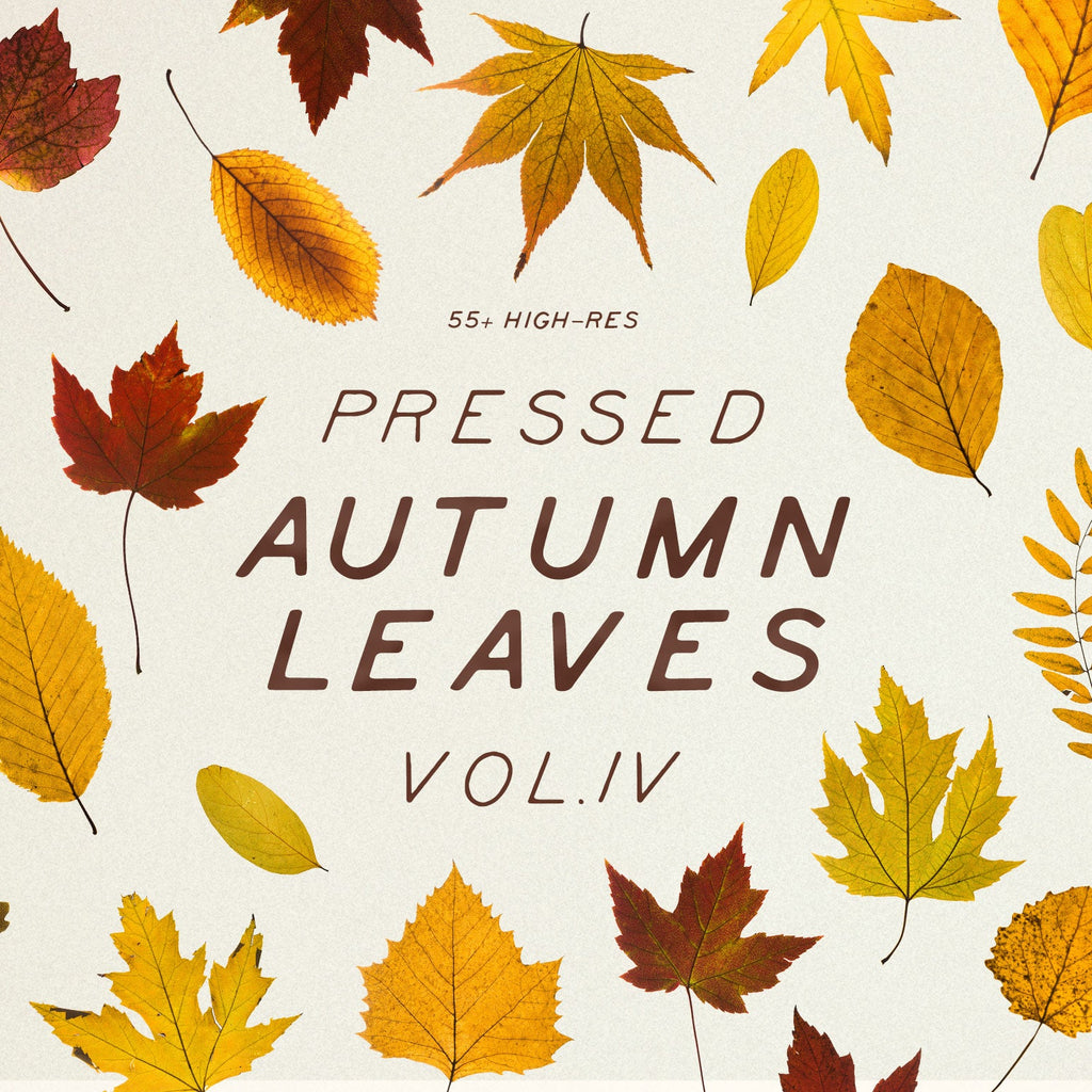 Pressed Autumn Leaves Vol.4 by Sparrow