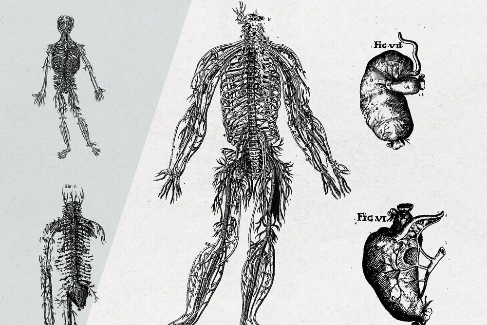 Anatomy Illustrations by Nomad Visuals