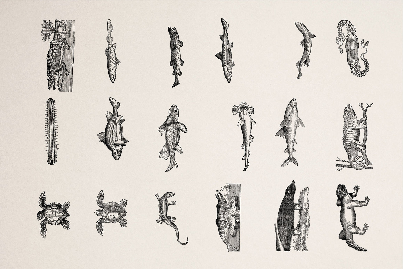 Animals of Air Land & Water by Nomad Visuals