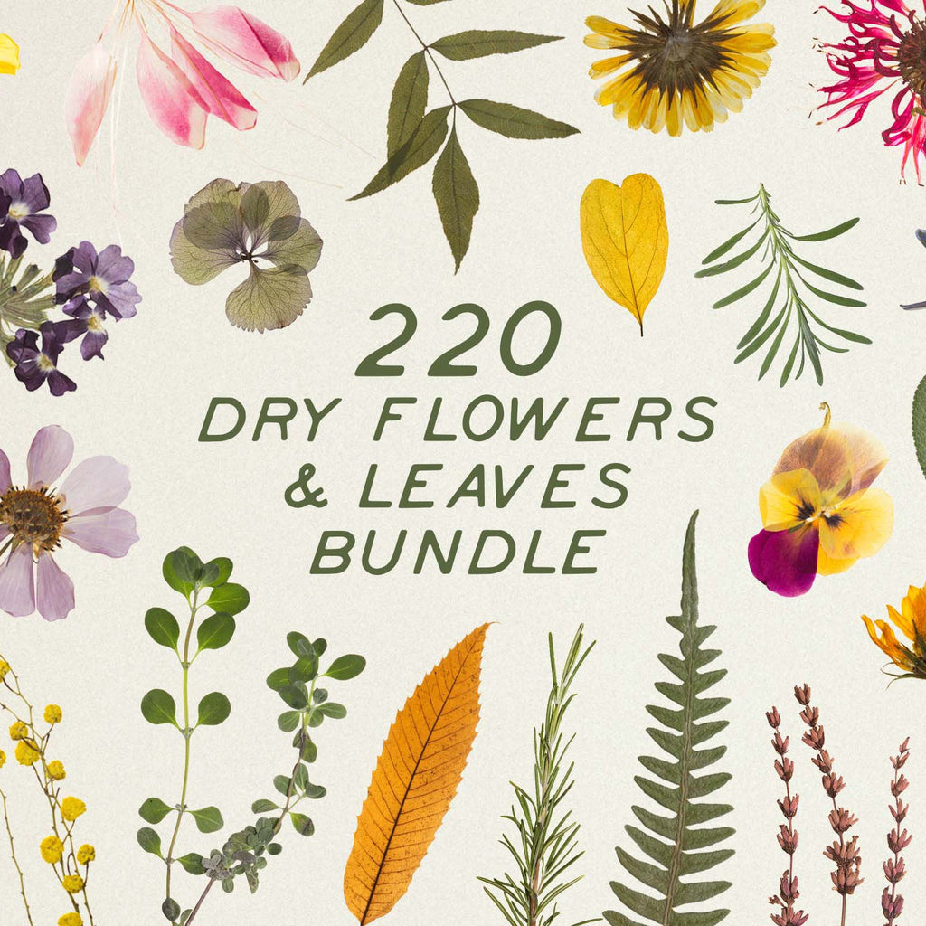 Dry Flowers & Leaves Bundle by Sparrow