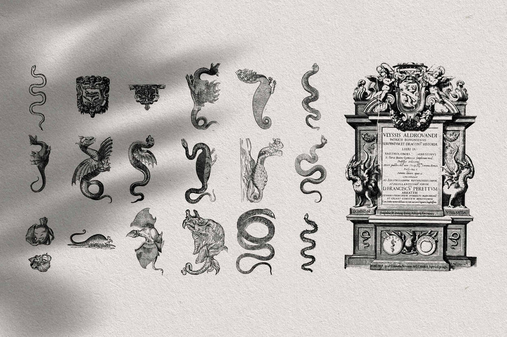 Snakes & Dragons by Nomad Visuals